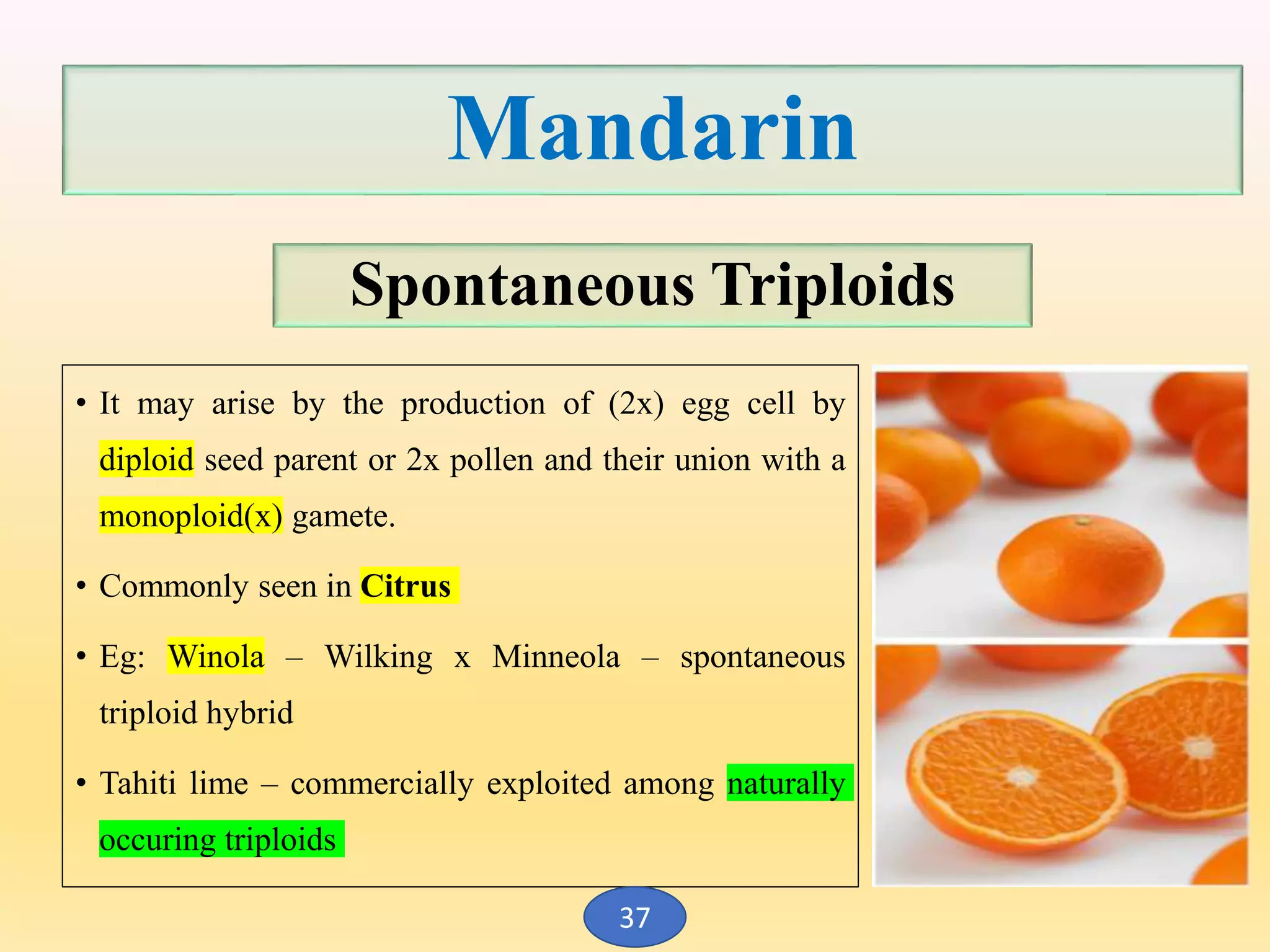 Breeding for seedlessness in fruit crops | PPTX