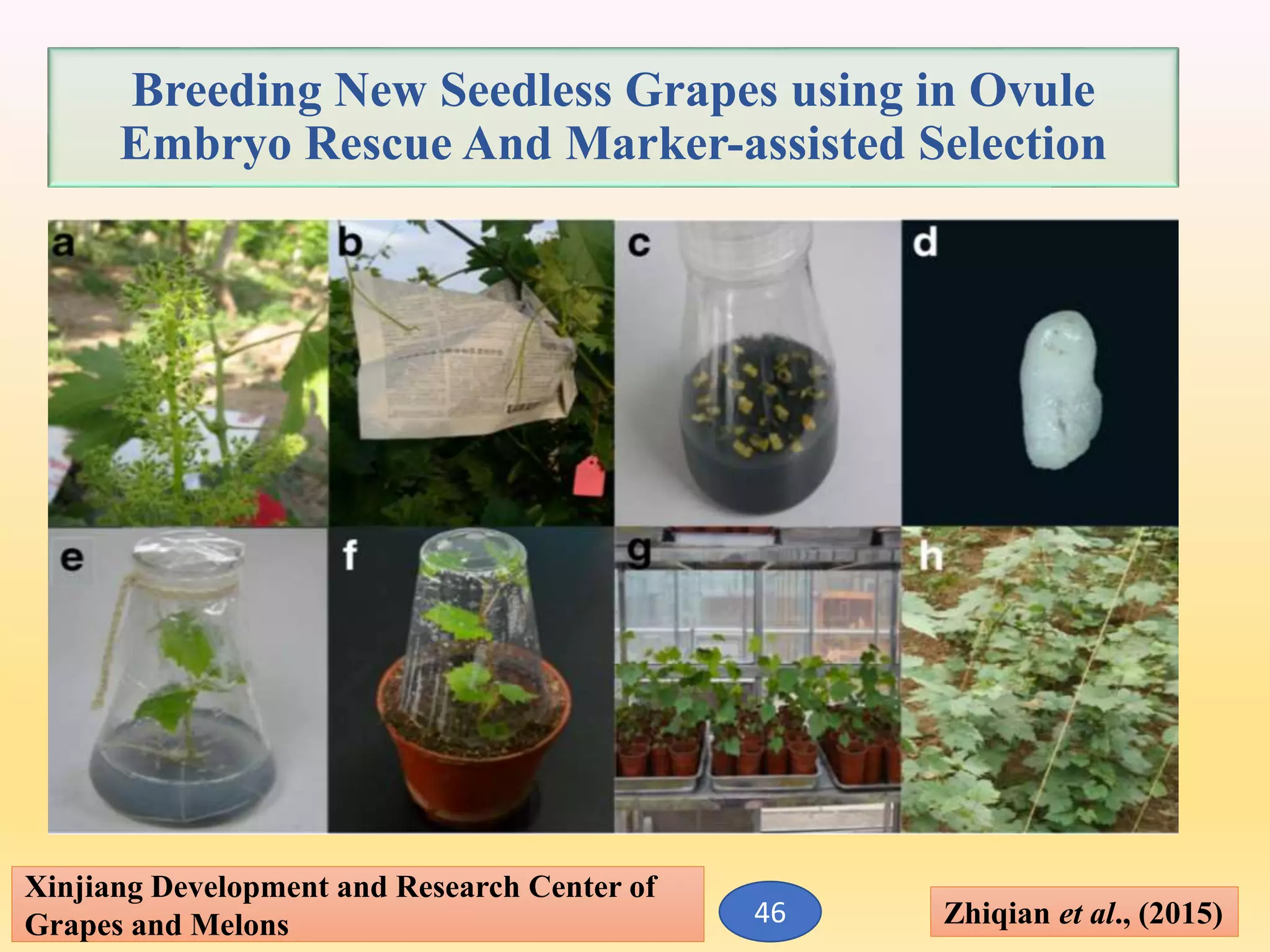 Breeding for seedlessness in fruit crops | PPTX