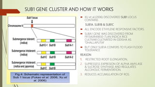 Breeding for submergence tolerance.pptx