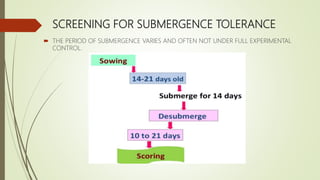 Breeding for submergence tolerance.pptx