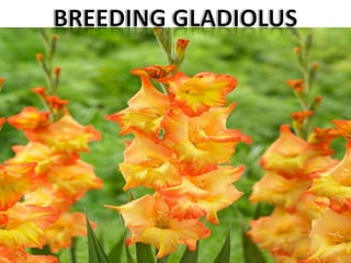 Breeding gladiolus | PPTX
