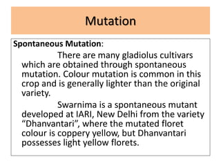 Breeding gladiolus | PPTX