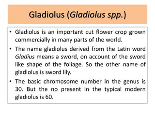 Breeding gladiolus | PPTX