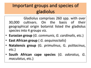 Breeding gladiolus | PPTX