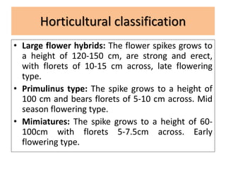 Breeding gladiolus | PPTX
