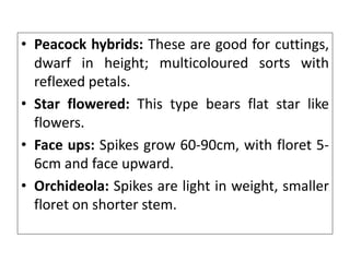 Breeding gladiolus | PPTX
