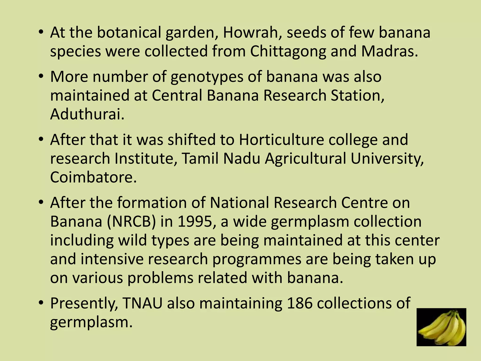 Breeding in banana | PPTX