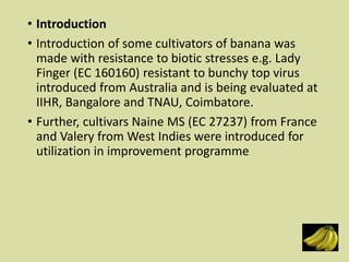 Breeding in banana | PPTX