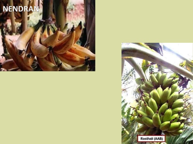 Breeding in banana | PPTX | Gardening | Home & Garden