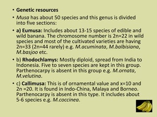 Breeding in banana | PPTX