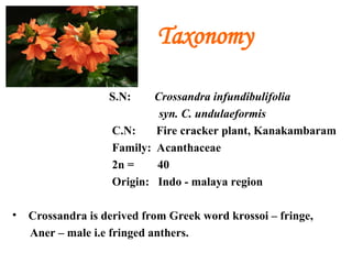 Breeding in Crossandra - Gagandeep PAU.ppt