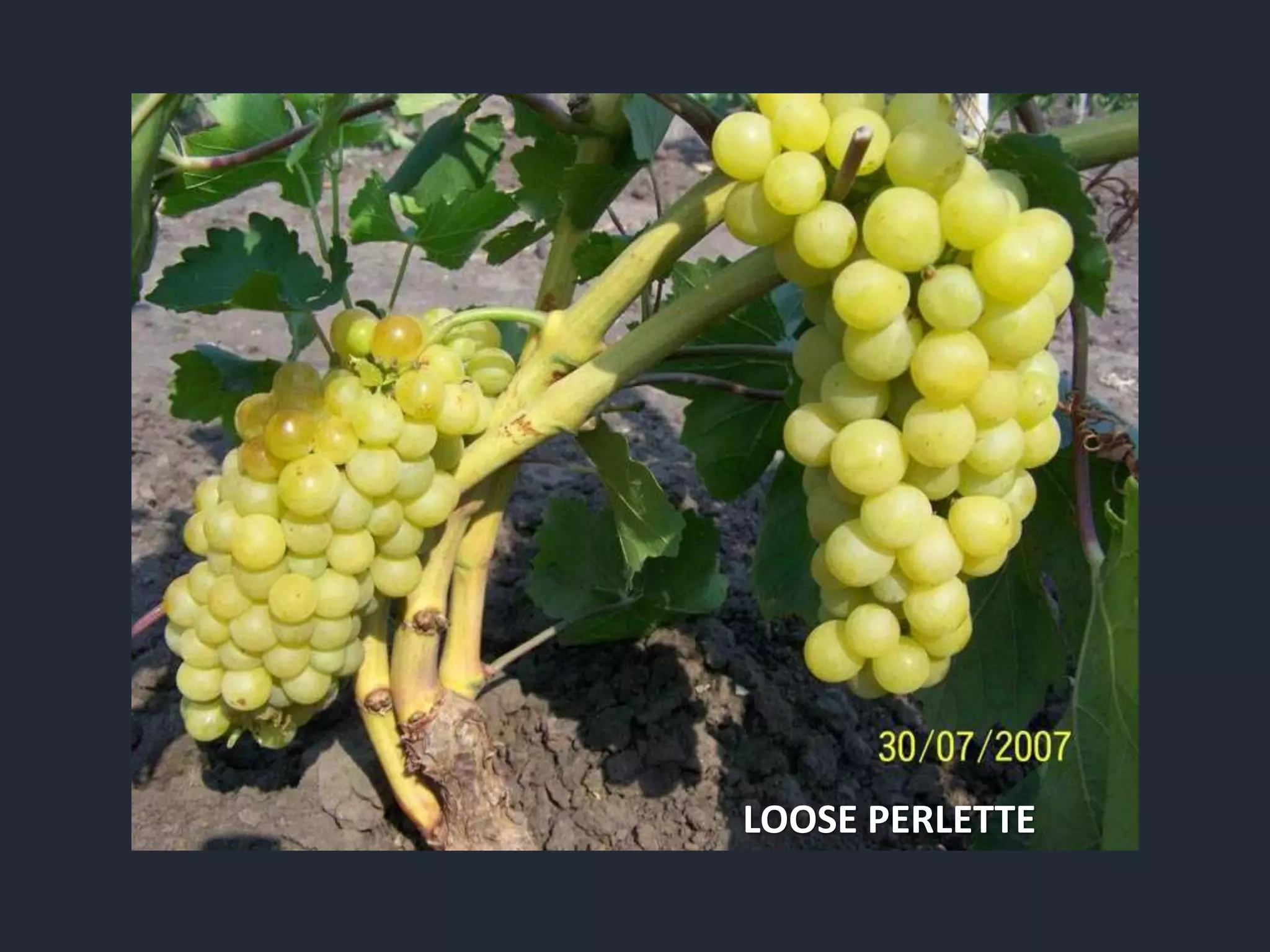 Breeding in grapes | PPTX