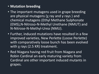Breeding in grapes | PPTX