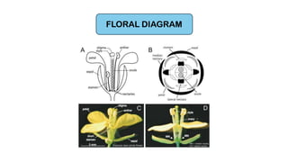 Rapeseed breeding objectives and methods.pdf
