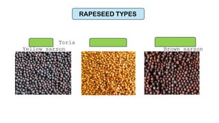 Rapeseed breeding objectives and methods.pdf