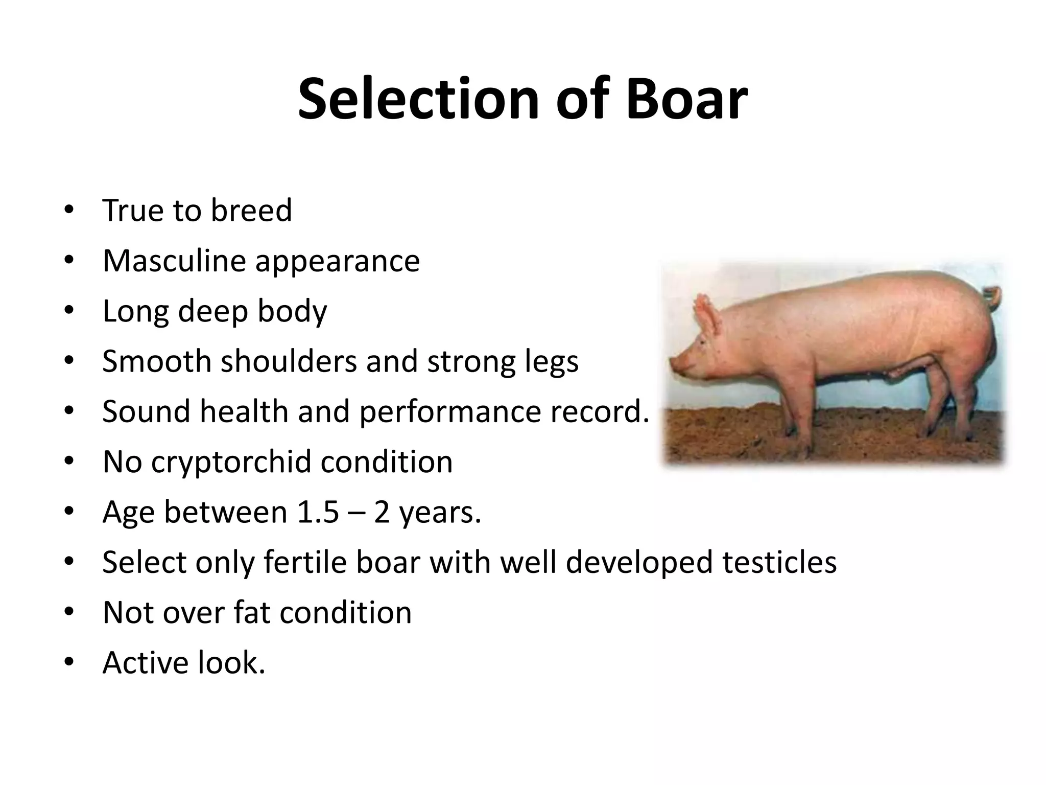 Breeding management - Swine | PPTX