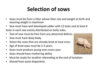 Breeding management - Swine | PPTX