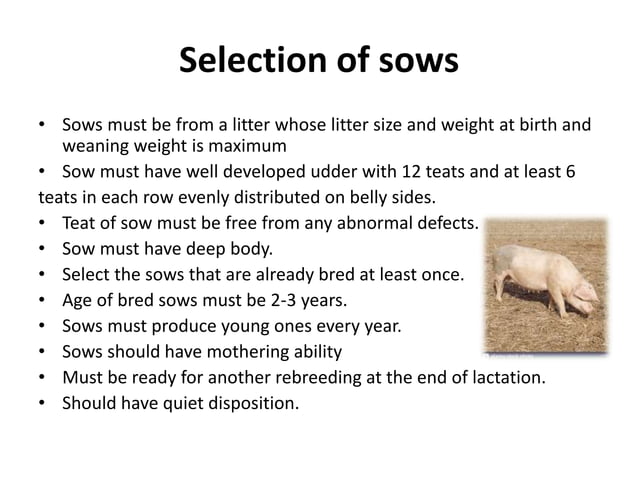 Breeding Management Swine Pptx