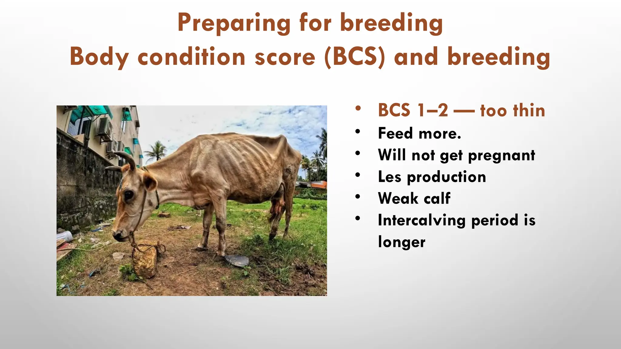Cow breeding management of cattle 1.pptx