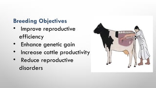Cow breeding management of cattle 1.pptx | Infertility | Reproductive ...