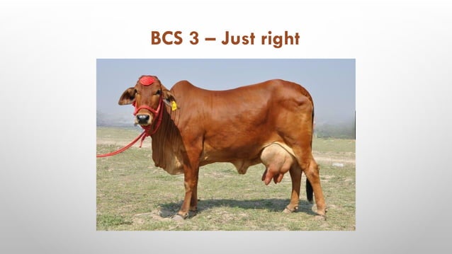 Cow breeding management of cattle 1.pptx | Infertility | Reproductive ...