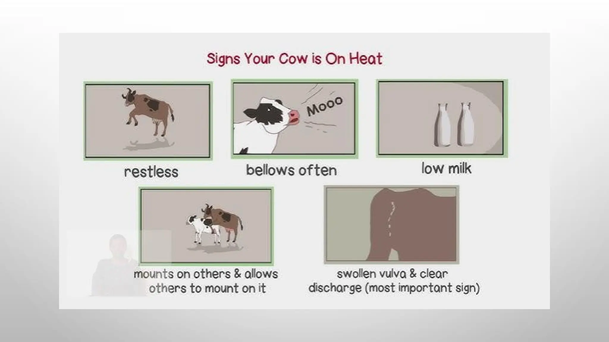 Cow breeding management of cattle 1.pptx