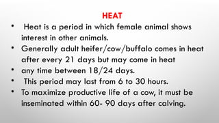 Cow breeding management of cattle 1.pptx