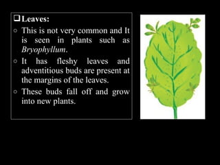 Breeding method for clonal propagation crops, apomixis and clonal ...