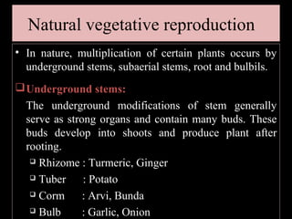 Breeding method for clonal propagation crops, apomixis and clonal ...