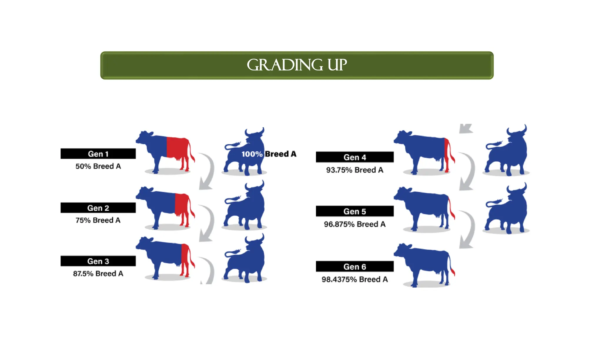 ANIMAL BREEDING PROGRAM AND BREEDING METHODS.pdf