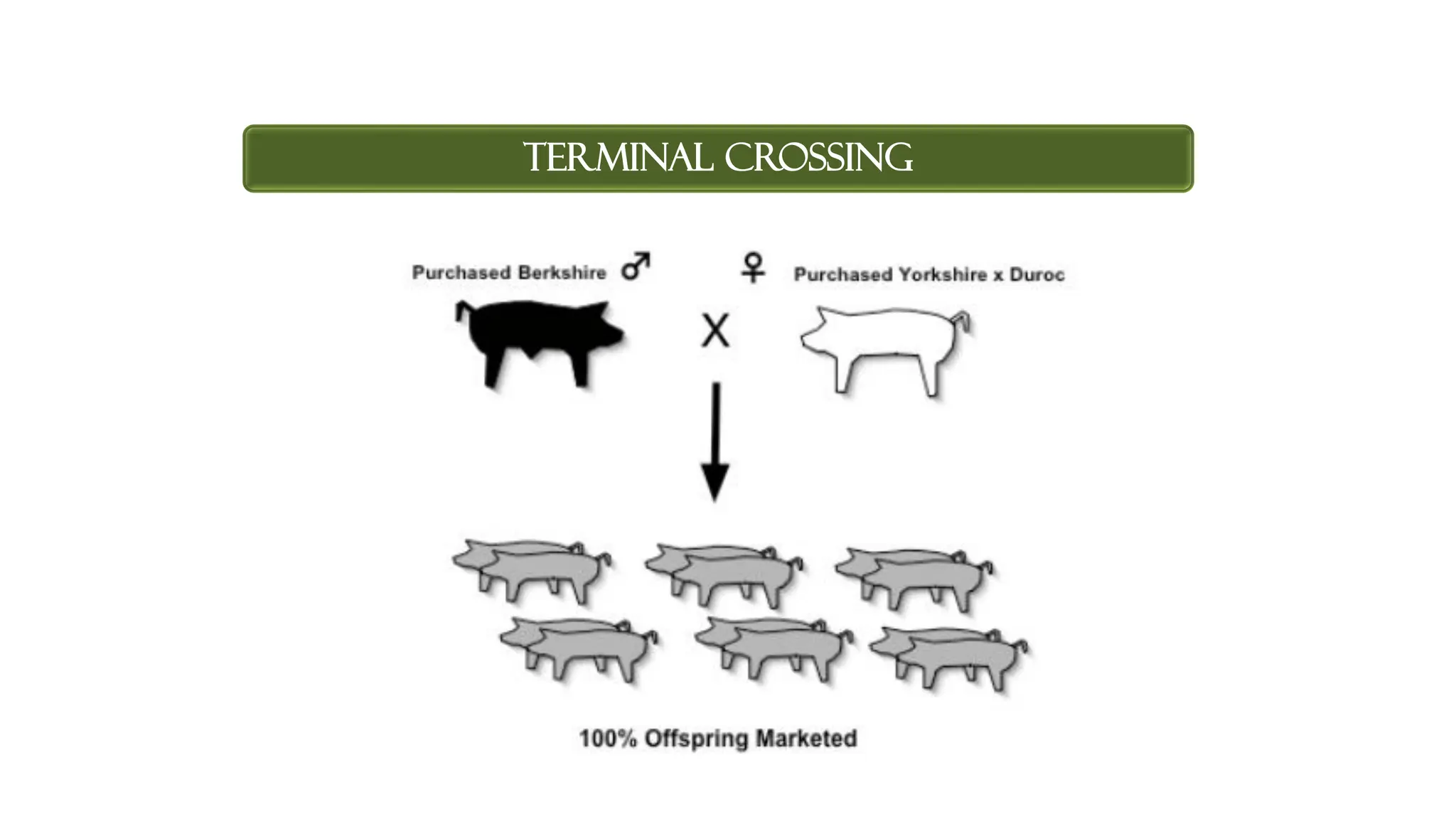 ANIMAL BREEDING PROGRAM AND BREEDING METHODS.pdf