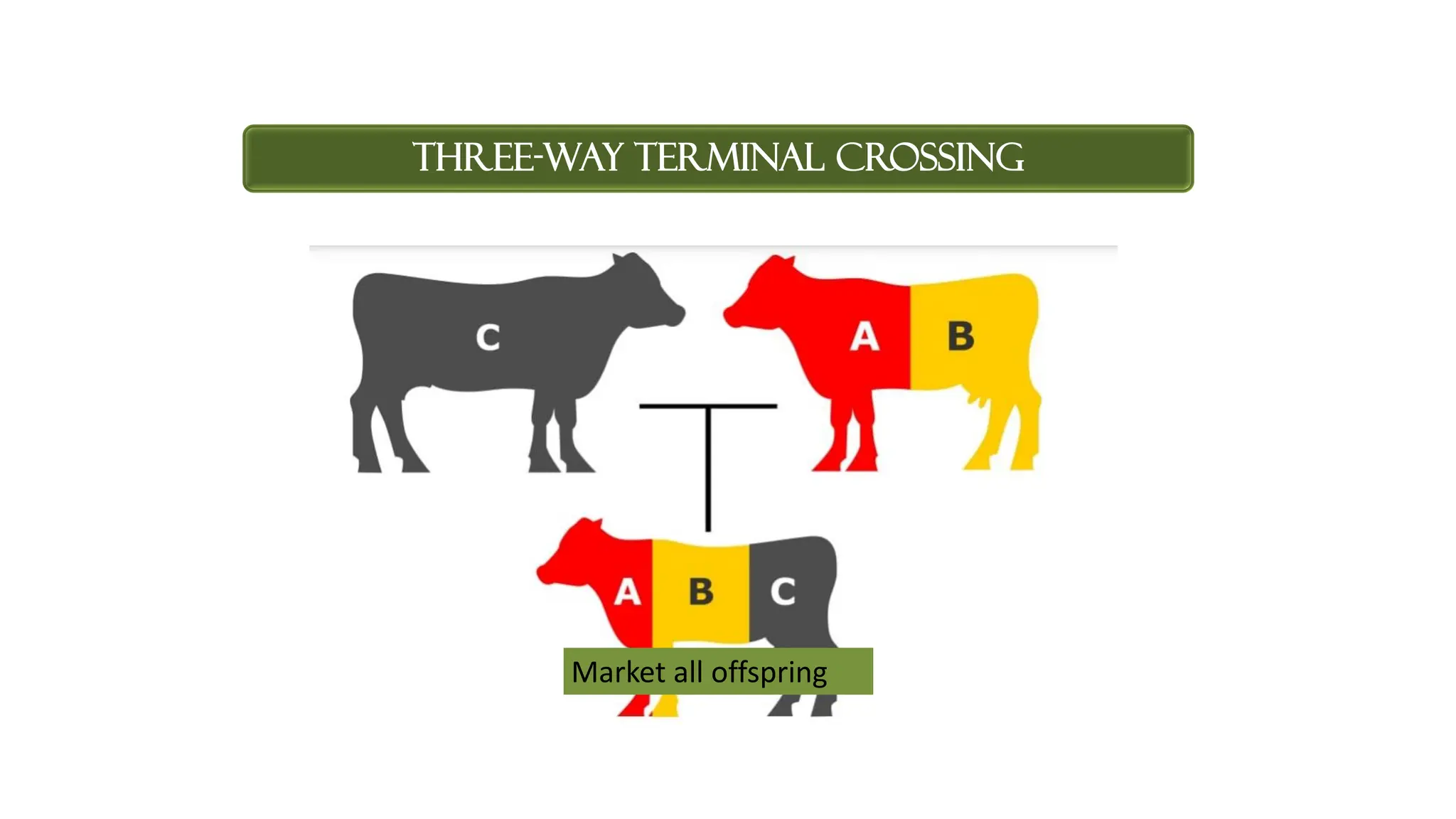 ANIMAL BREEDING PROGRAM AND BREEDING METHODS.pdf