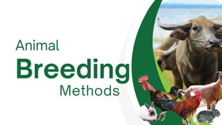 ANIMAL BREEDING PROGRAM AND BREEDING METHODS.pdf