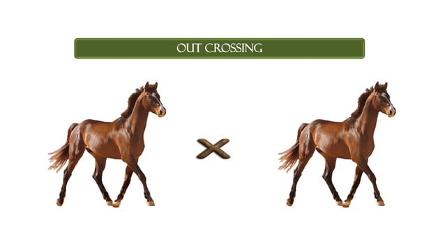 ANIMAL BREEDING PROGRAM AND BREEDING METHODS.pdf | Genetics | Science