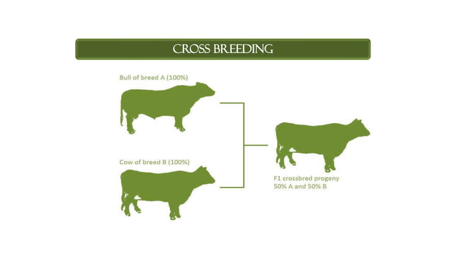 ANIMAL BREEDING PROGRAM AND BREEDING METHODS.pdf | Genetics | Science