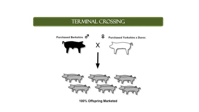 ANIMAL BREEDING PROGRAM AND BREEDING METHODS.pdf | Genetics | Science