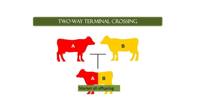 ANIMAL BREEDING PROGRAM AND BREEDING METHODS.pdf | Genetics | Science