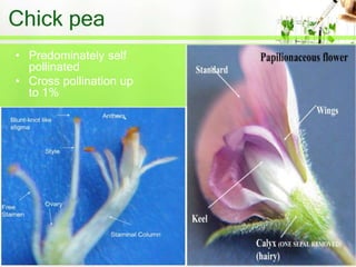 Breeding methods in chick pea | PPTX