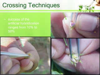 Breeding methods in chick pea | PPTX
