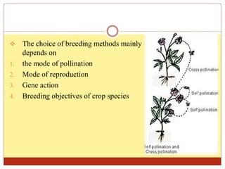 Breeding methods in cross pollinated crops | PPTX