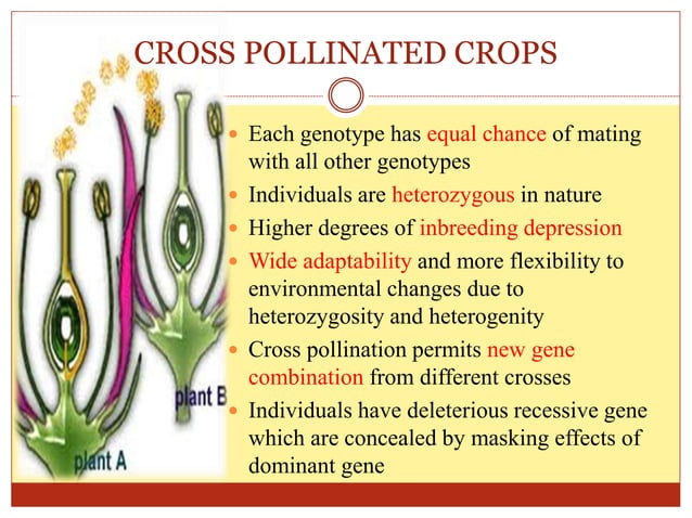 Breeding methods in cross pollinated crops | PPTX | Agriculture ...