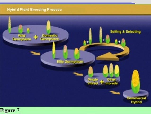Breeding methods in cross pollinated crops