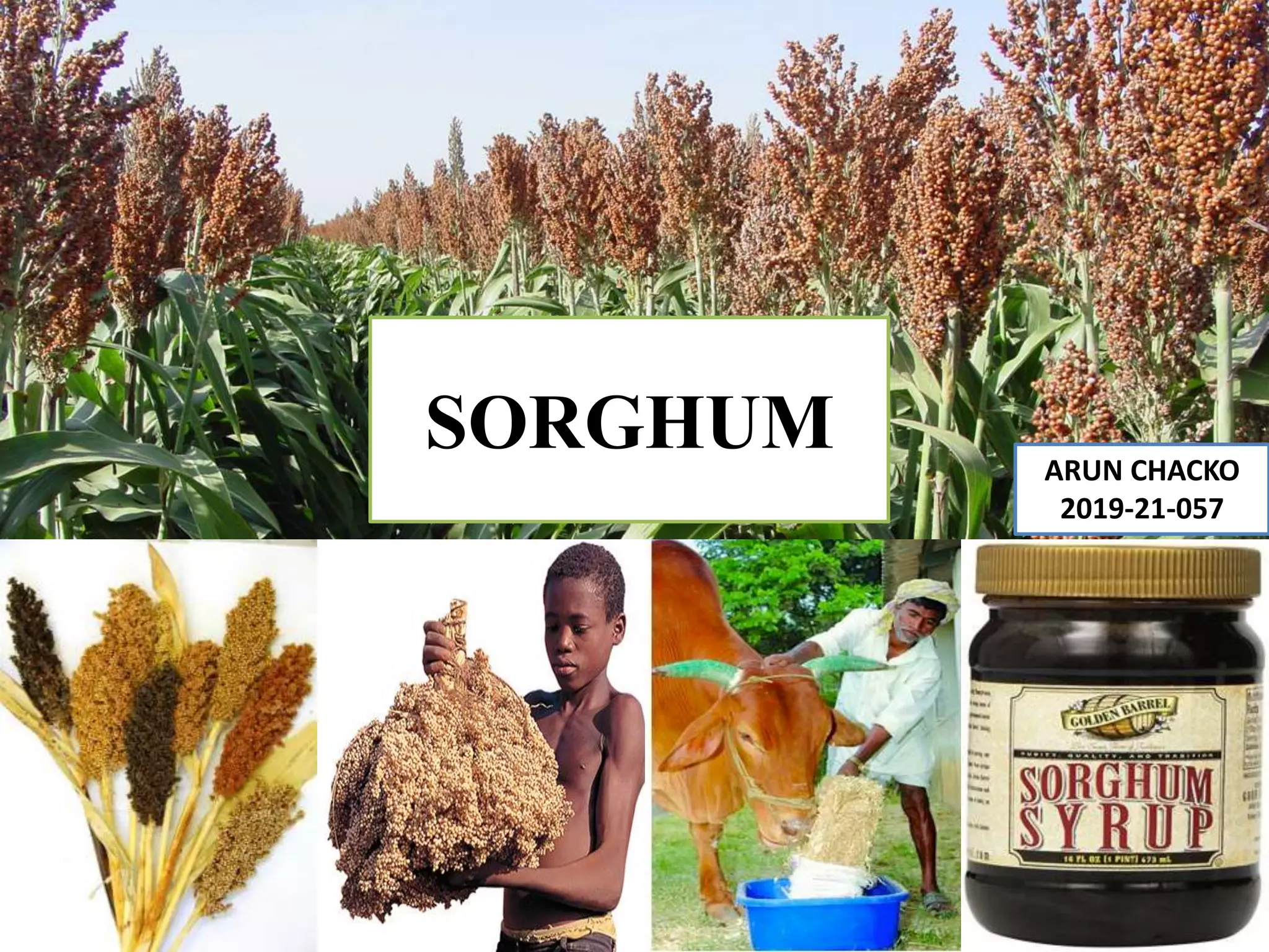 Breeding methods in sorghum | PPTX