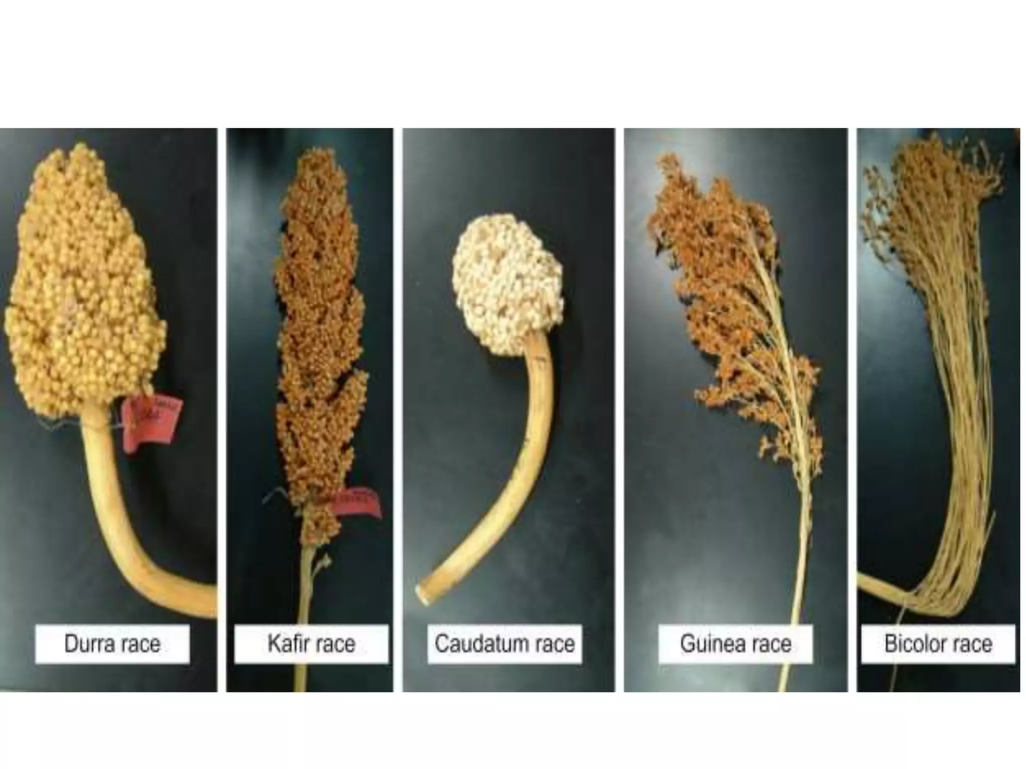 Breeding methods in sorghum | PPTX