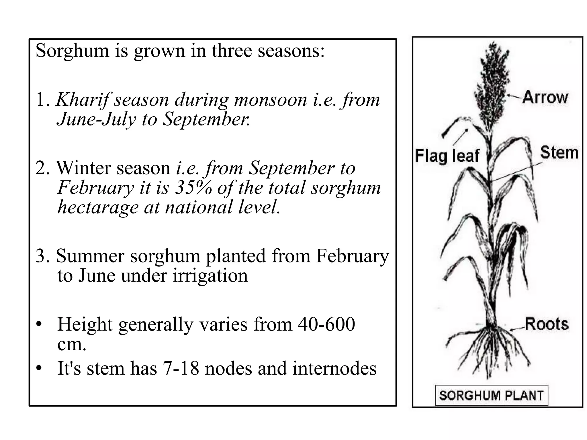 Breeding methods in sorghum | PPTX