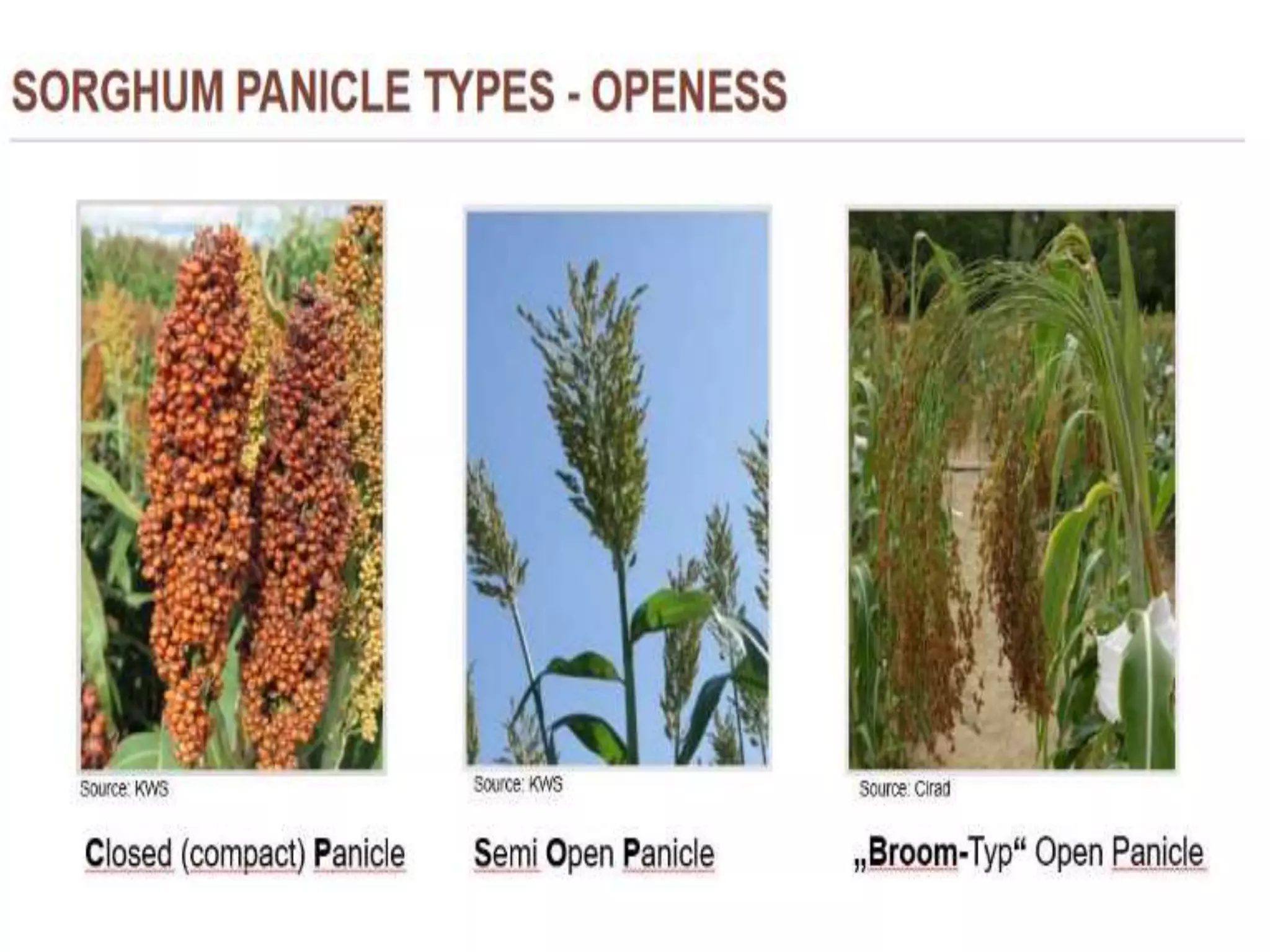 Breeding methods in sorghum | PPTX