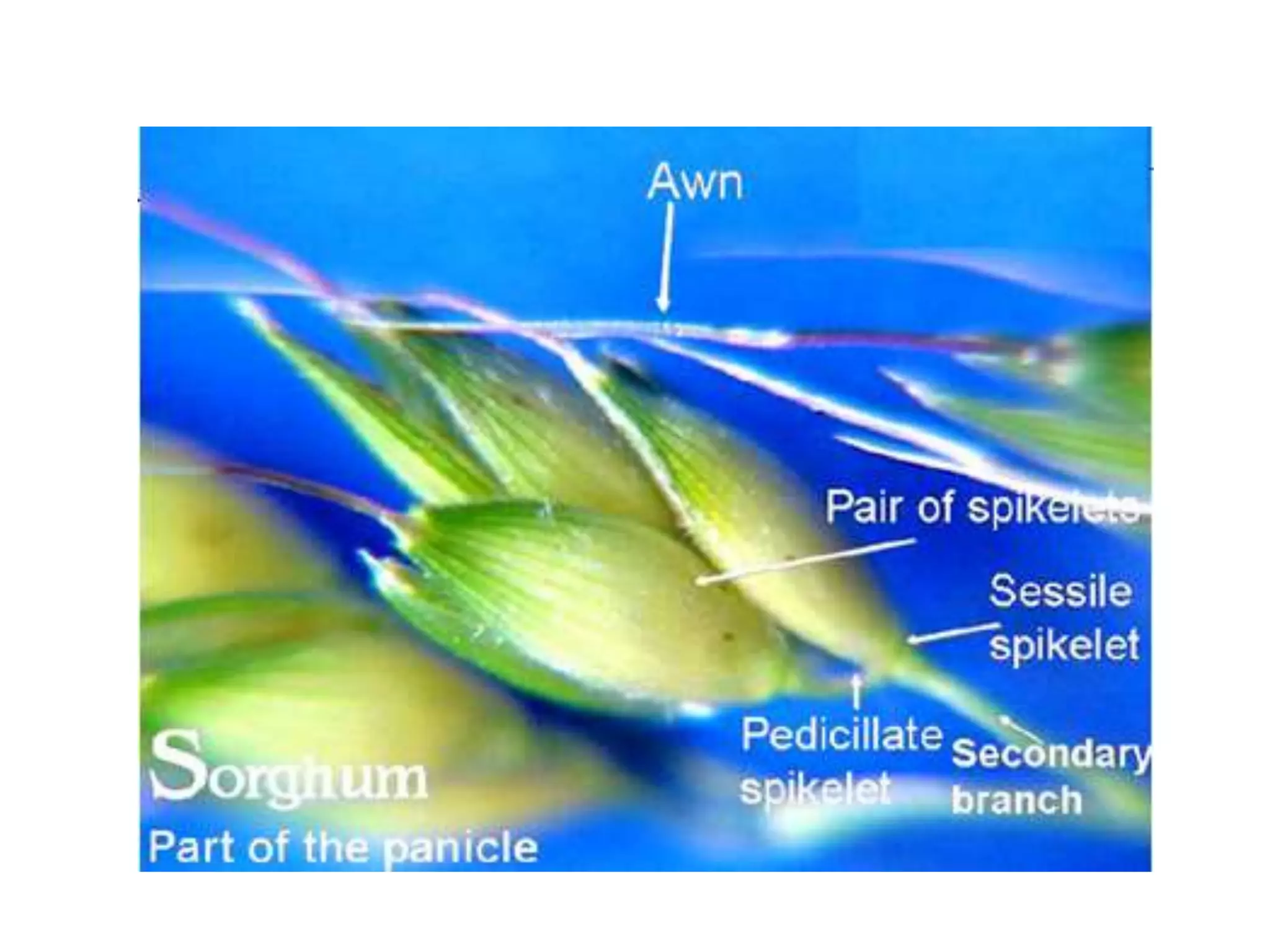 Breeding methods in sorghum | PPTX