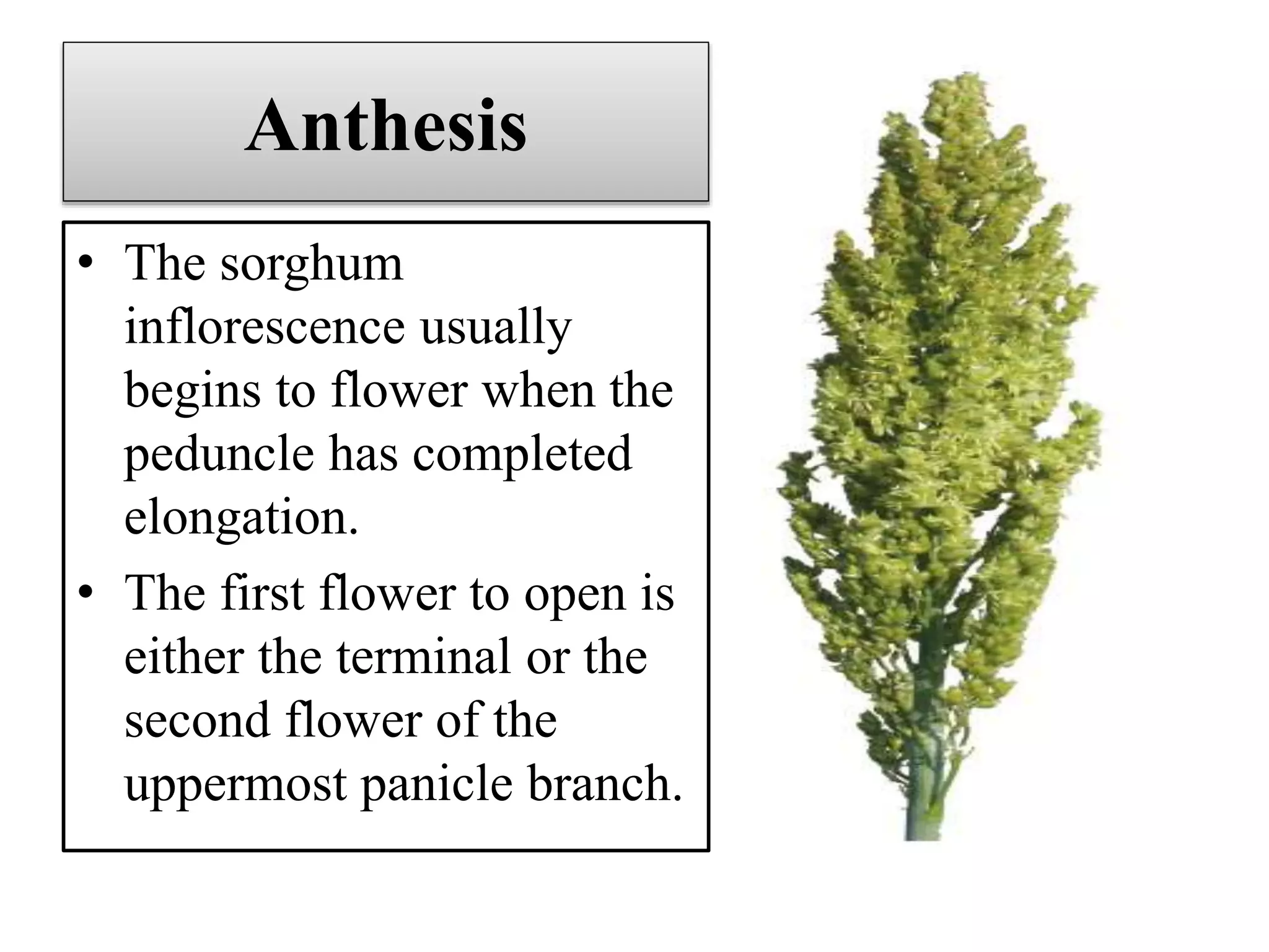 Breeding methods in sorghum | PPTX