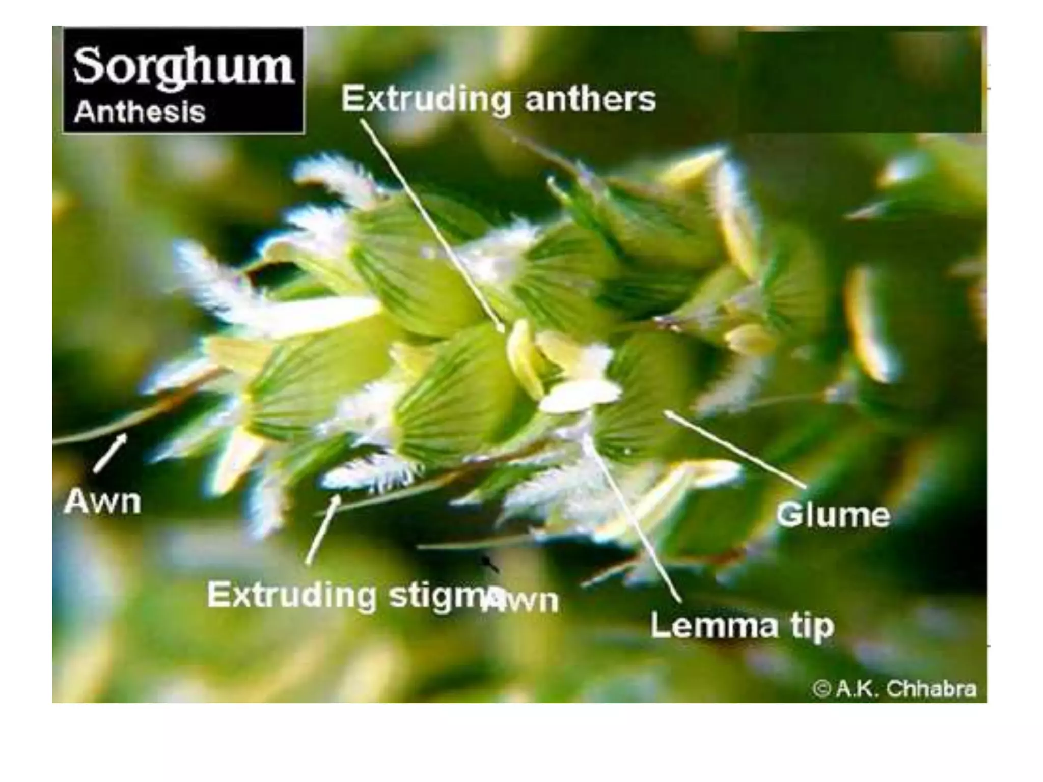 Breeding methods in sorghum | PPTX
