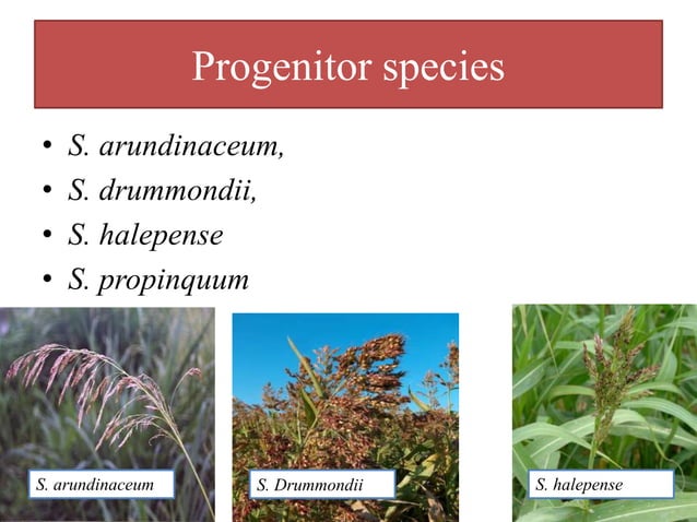 Breeding methods in sorghum | PPTX